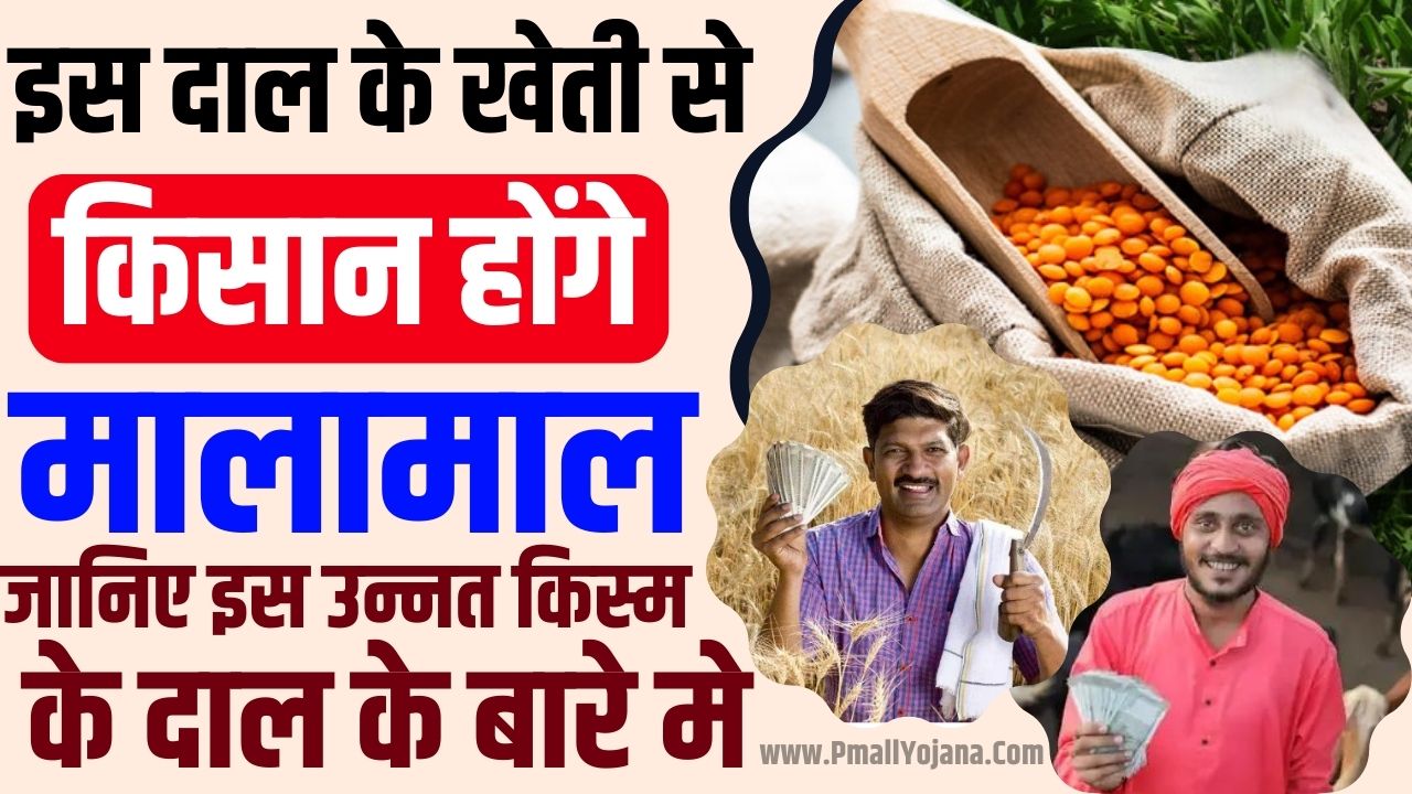 Kisan News: इस दाल के खेती से किसान होंगे मालामाल, जानिए इस उन्नत किस्म के दाल के बारे मे