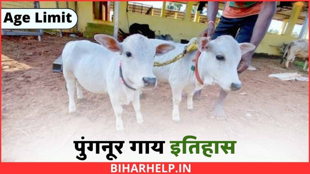 Punganur Cow: पुंगनूर गाय कहां से खरीदें - पुंगनूर गाय इतिहास, Milk ...